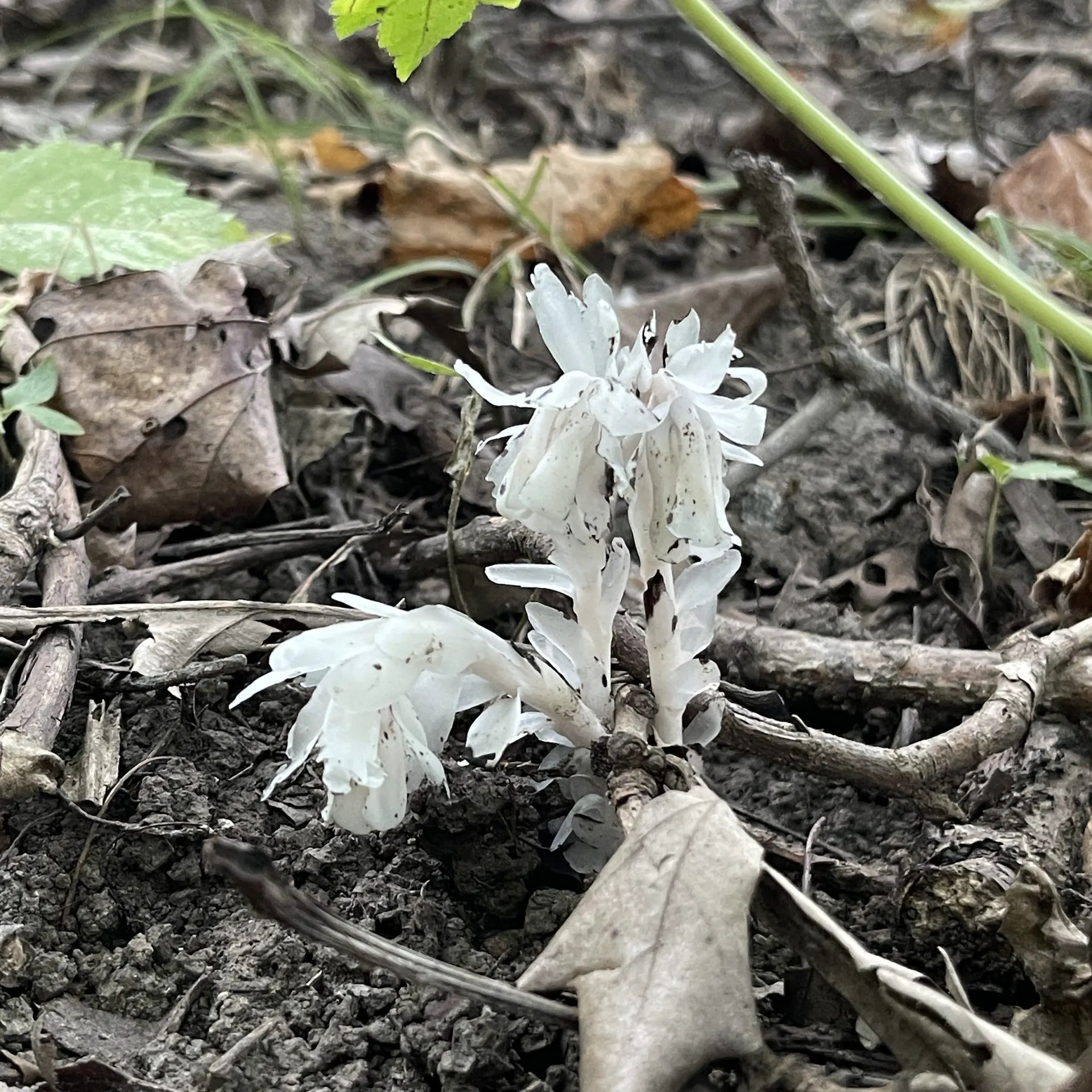 How to Prepare Indian Pipe Plant - Foraged - Foraged