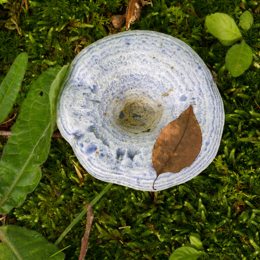 Indigo Milk Cap Identification: How to Identify and Harvest - Foraged ...