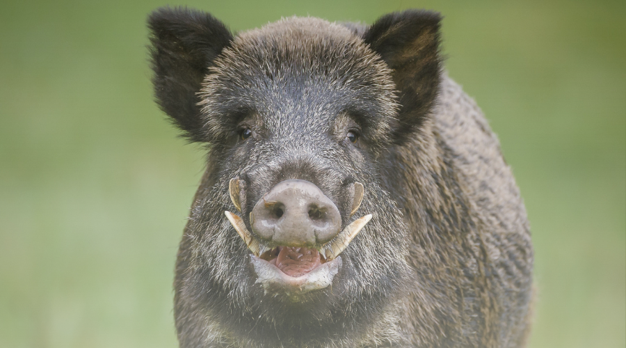 Can You Sell Wild Boar Meat? A Complete Guide and Best Practices ...