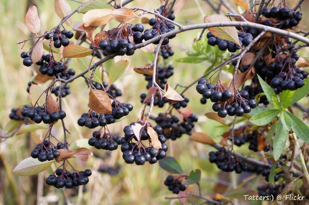 What Is Aronia Berry? Exploring the Origins and Nutritional Profile ...