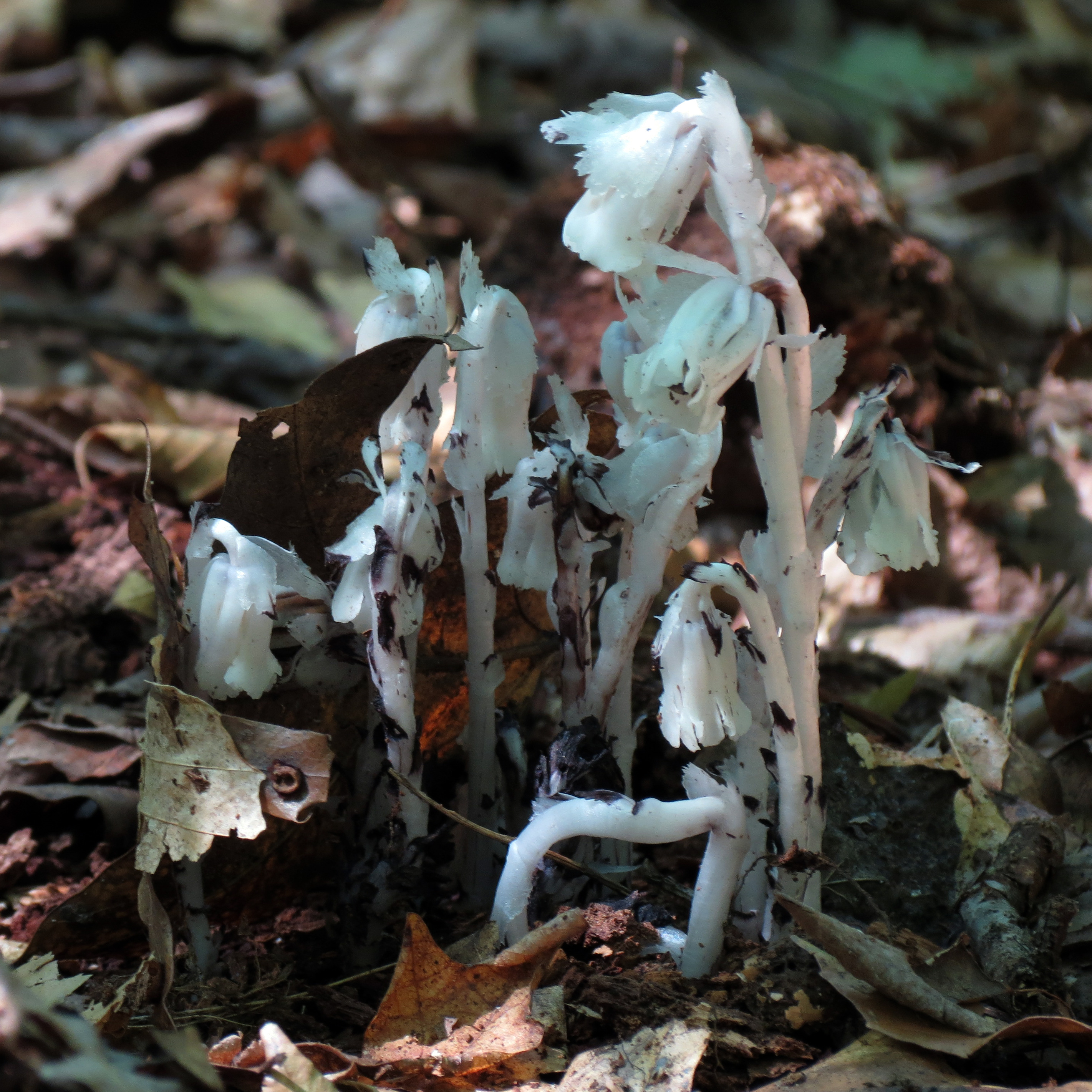 What Is So Special About the Indian Pipe Plant? - Foraged - Foraged