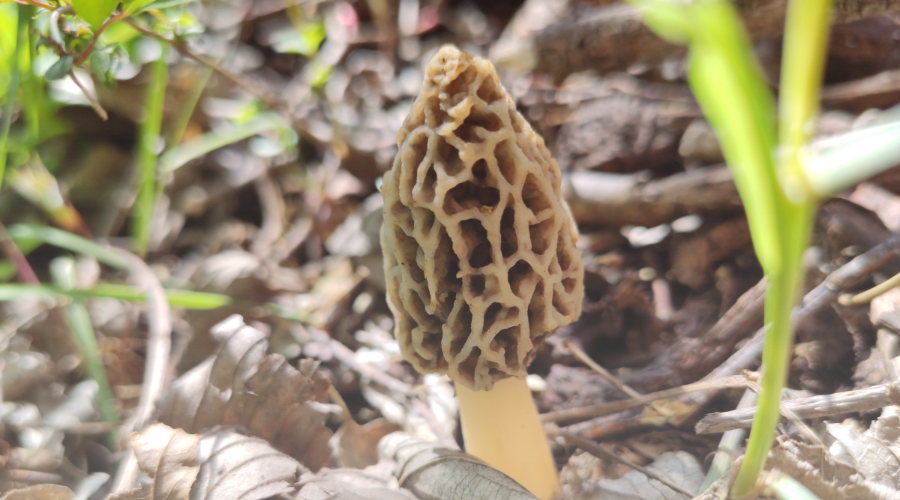 How to Find Morel Mushrooms | When is Morel Mushroom Season | Where to ...