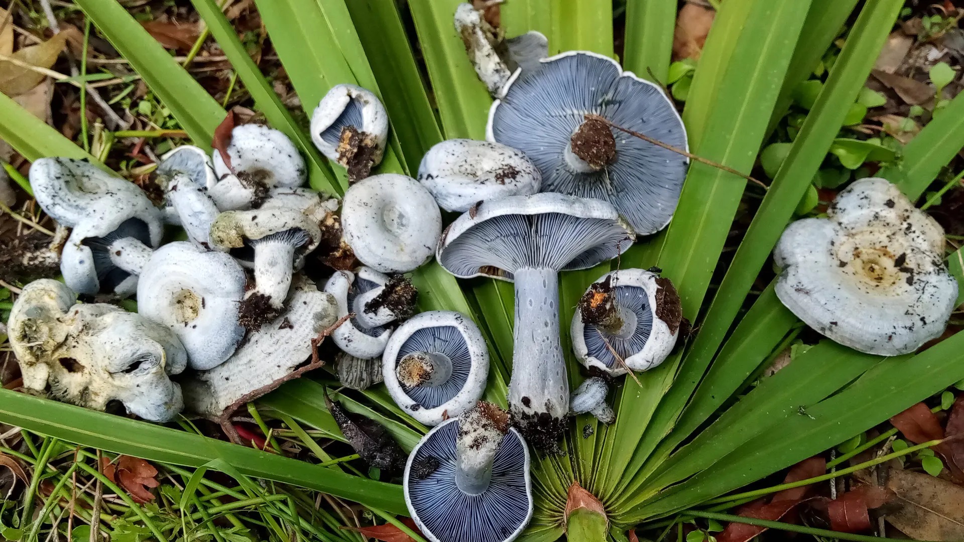 The Nutritional Benefits of Indigo Milk Cap Mushrooms - Foraged - Foraged