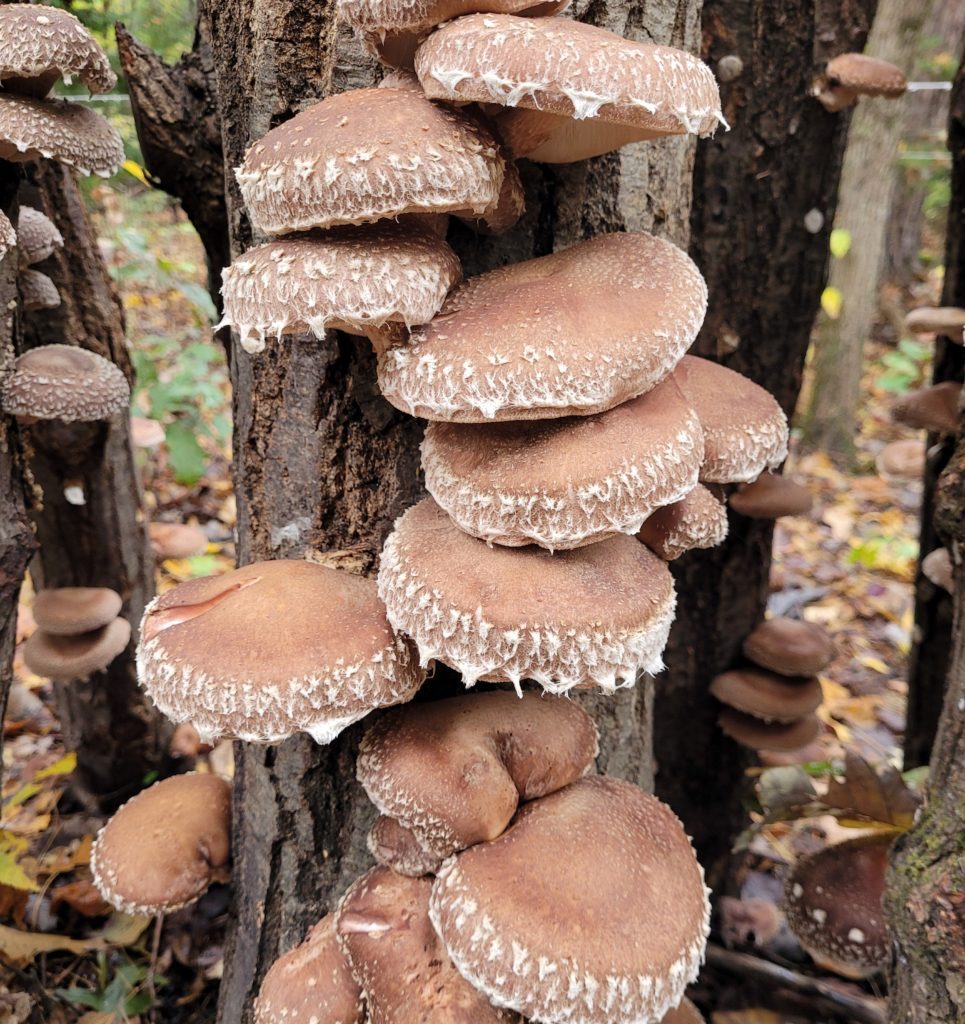 Log Grown Shiitake: The Ultimate Guide - Foraged - Foraged