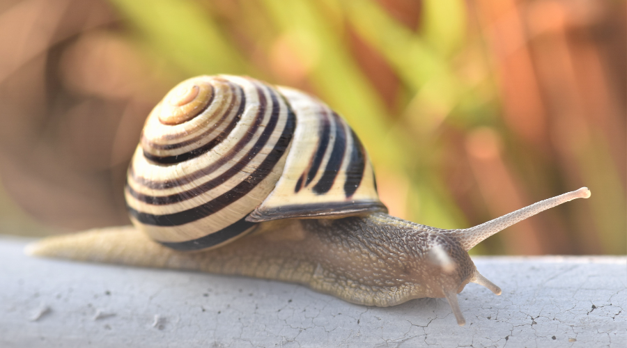 Unlocking Profits in Snail Farming: How Profitable Is It? | Discover ...