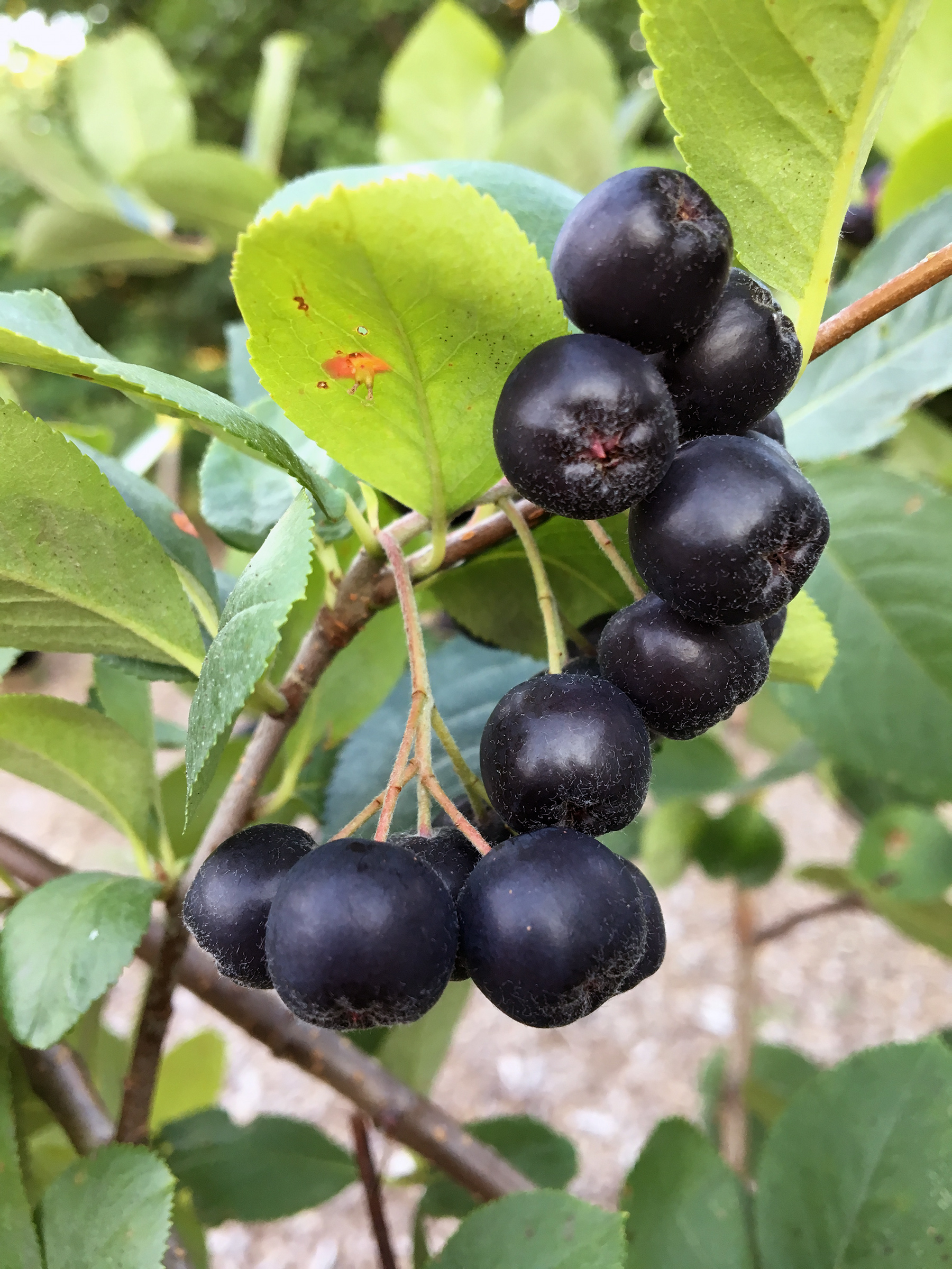 Timing Matters: When to Harvest Aronia Berries for Peak Flavor ...