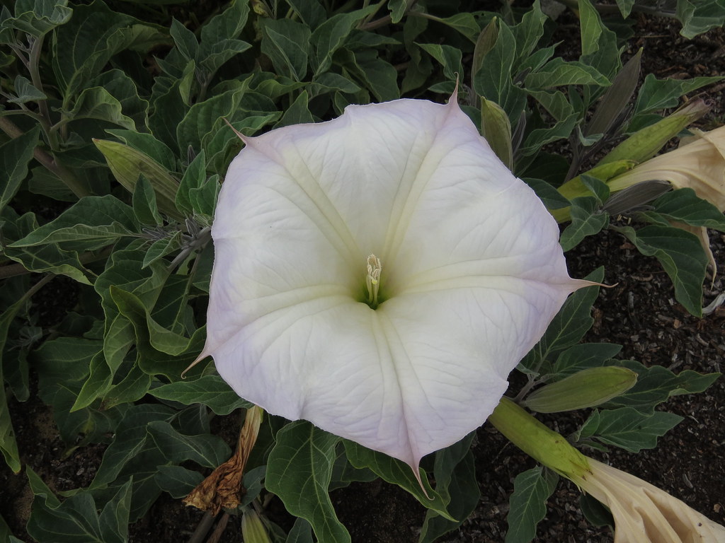 Nature's Illuminated Delights: Where Can I Buy Moonflower Plants ...
