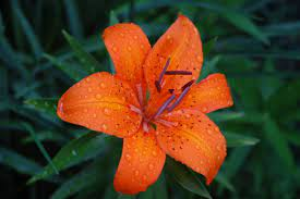 Taming the Tiger: How to Care for Tiger Lilies - Foraged - Foraged