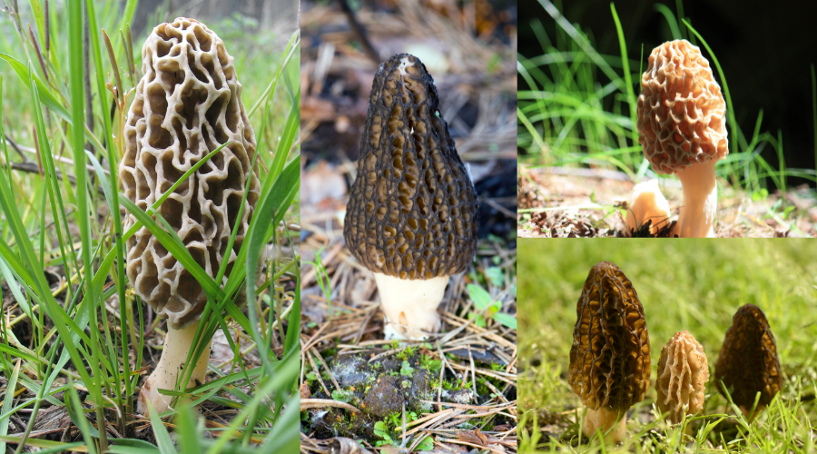 Verdadero Falso Morel Vs Morel