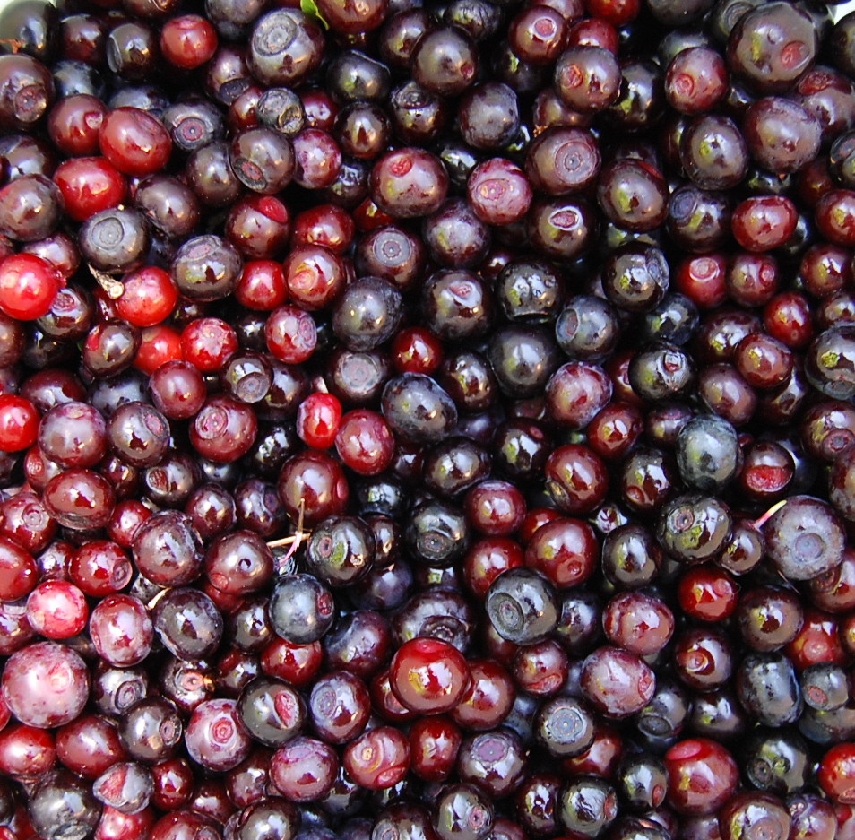 Are Huckleberries Really Edible? Unveiling their Secrets! - Foraged ...