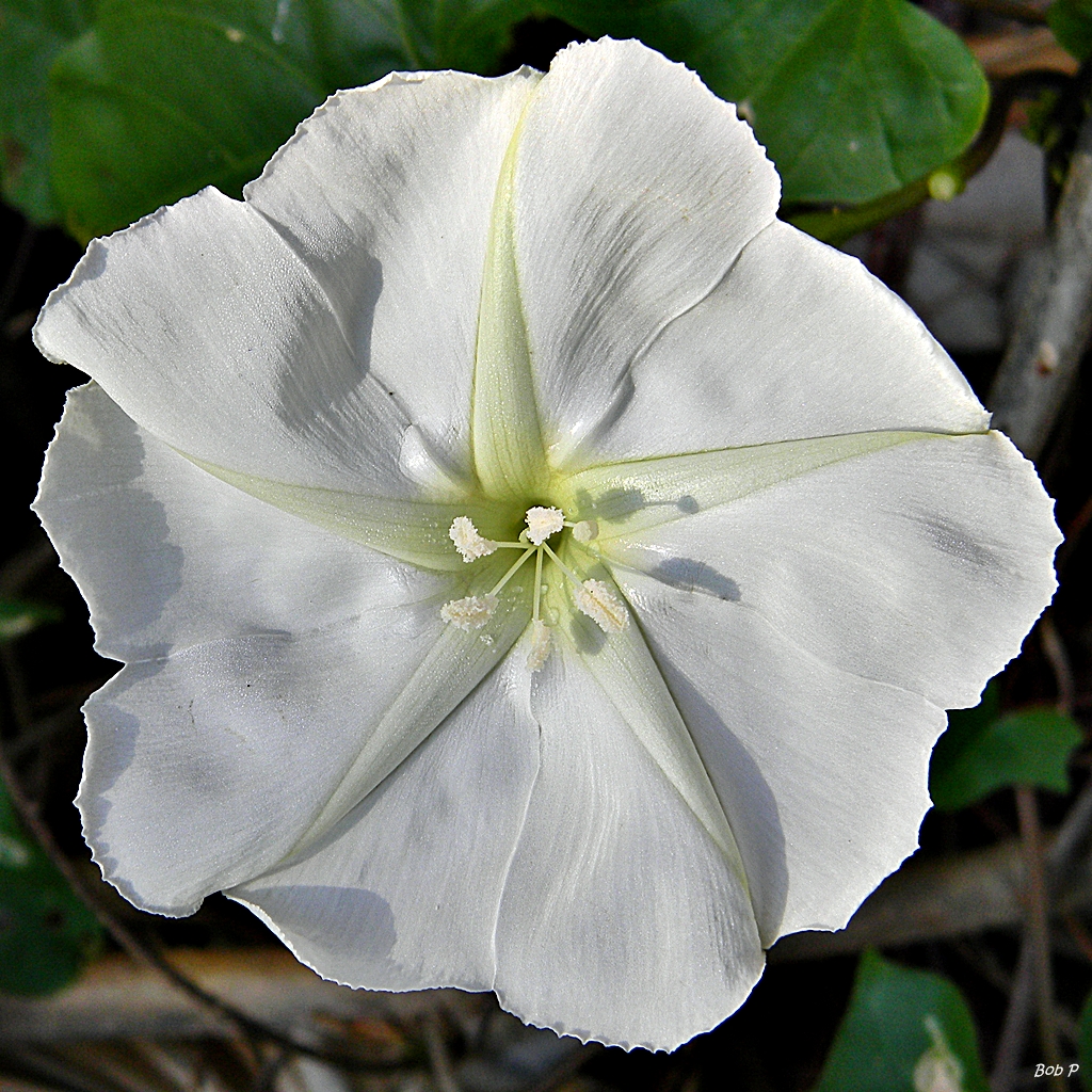 An Essential Guide to Moonflower Plant - Foraged