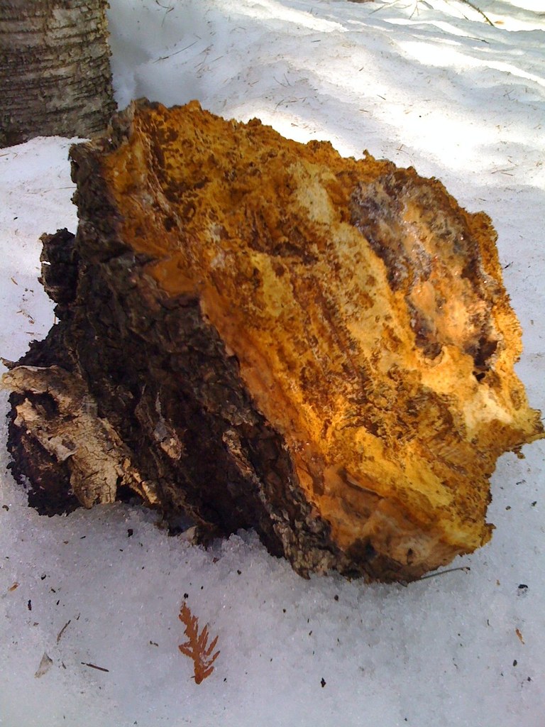 From Forest to Tea: How to Prepare Chaga Mushrooms - Foraged - Foraged