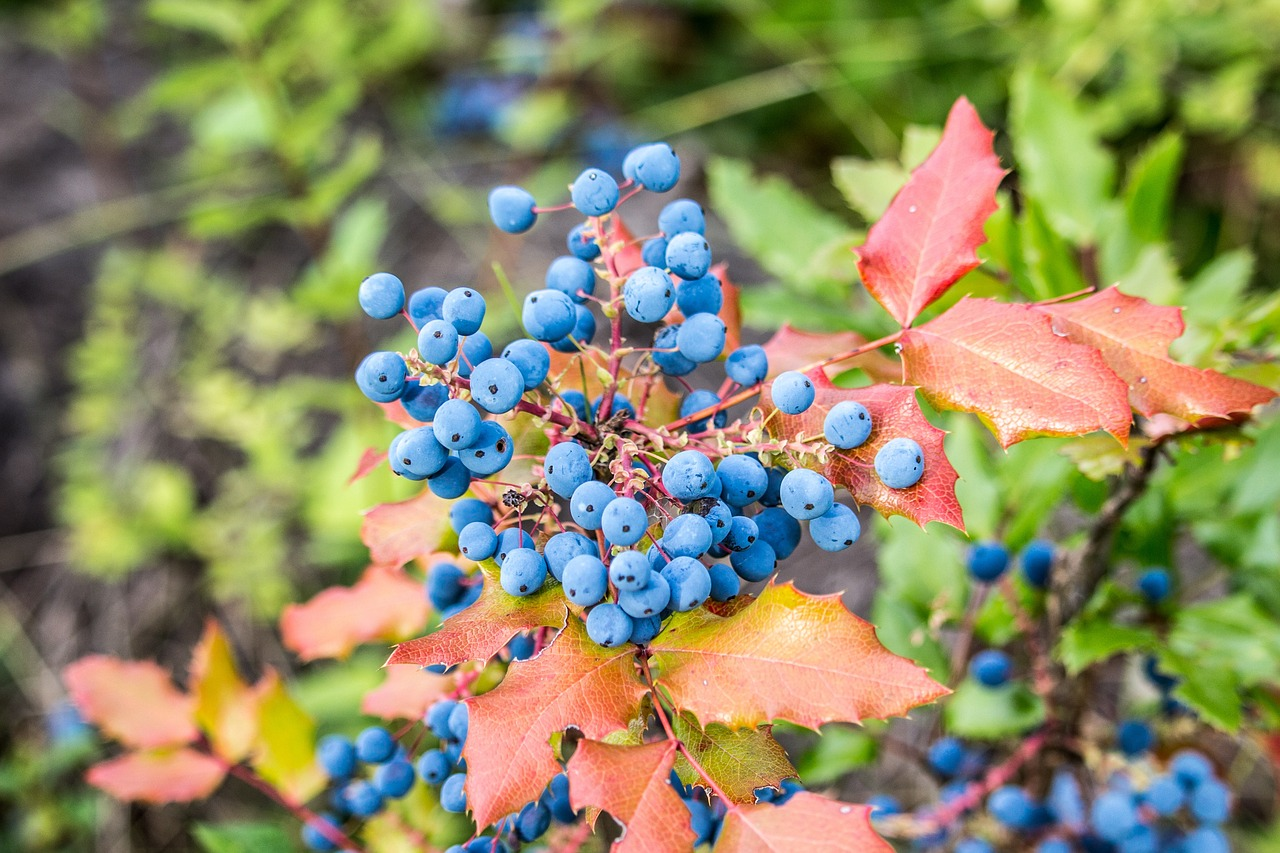 From the Bush to Your Bowl: Unveiling the Secrets of Berry Foraging for ...