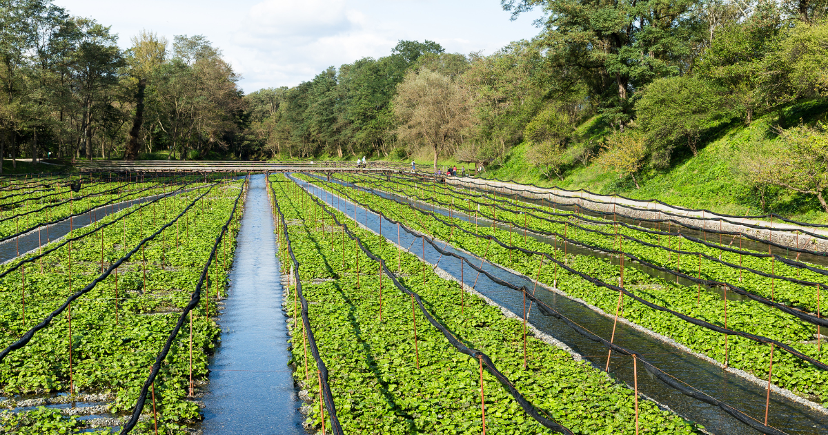 Essential Tips on How to Grow Wasabi Root Successfully - Foraged - Foraged