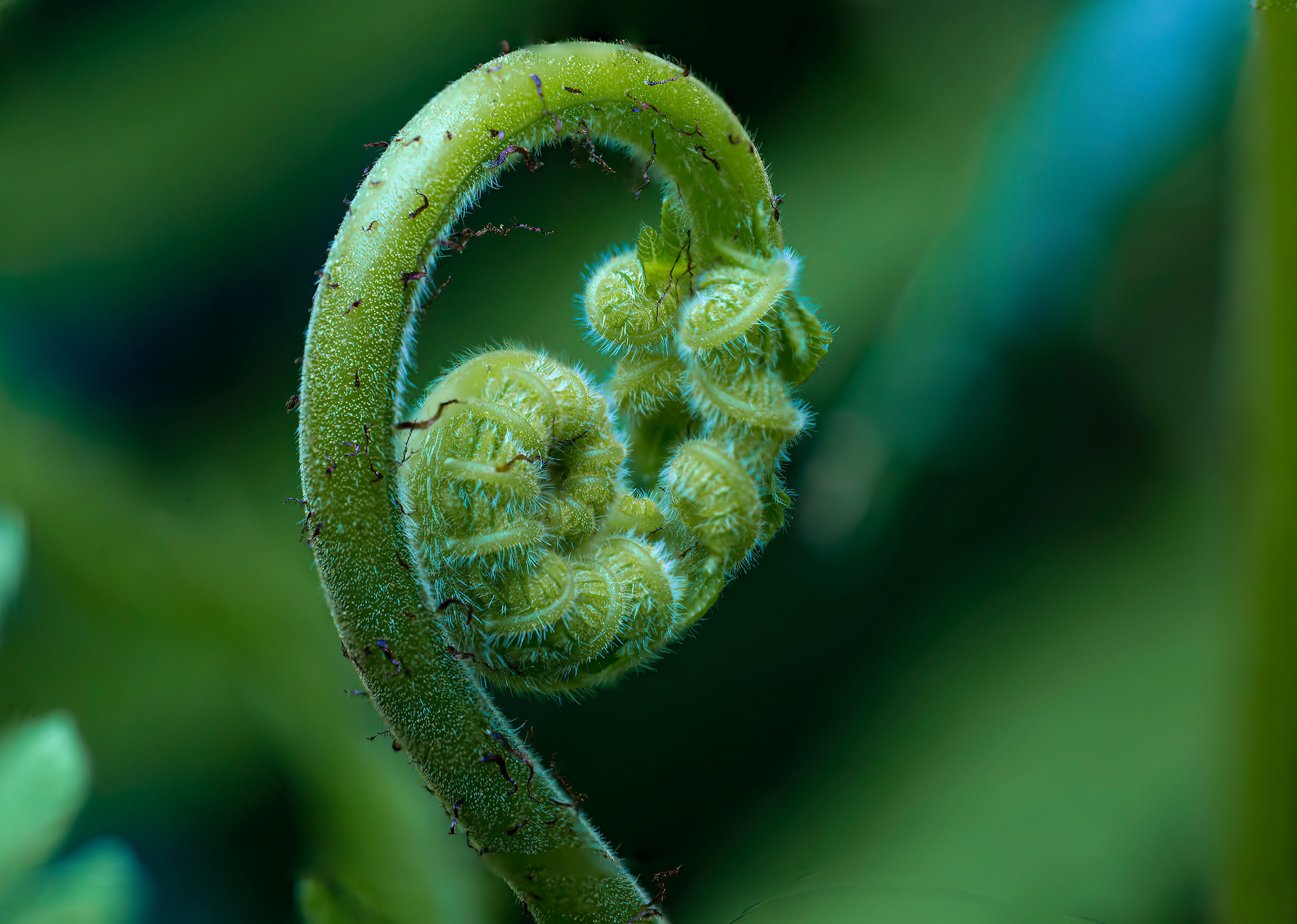 How Much Do Fiddleheads Sell For - Foraged - Foraged