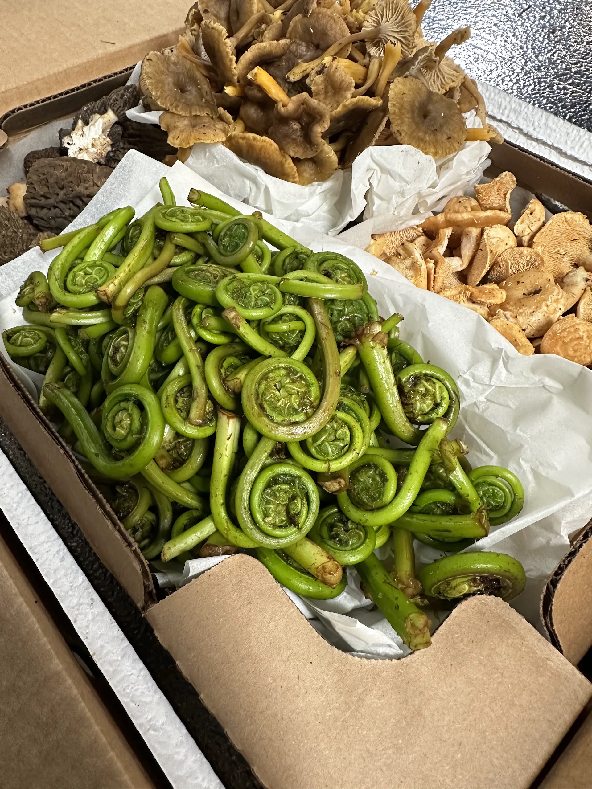 The Role of Fiddleheads in Traditional Medicine Practices - Foraged ...