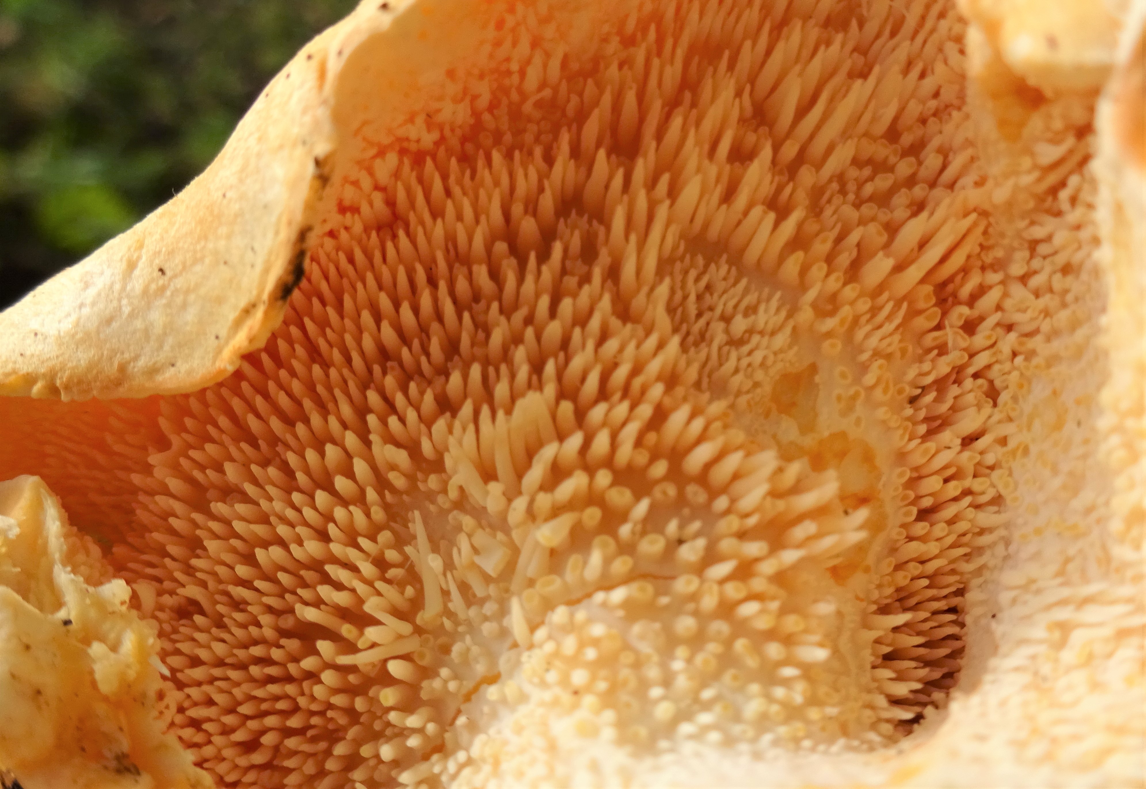 How to Store Hedgehog Mushrooms: Keeping Them Fresh for Your Next Meal ...