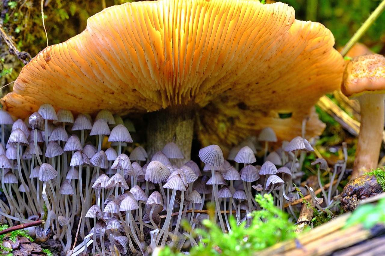 Where Do Candy Cap Mushrooms Grow? Discovering Their Natural Habitat ...