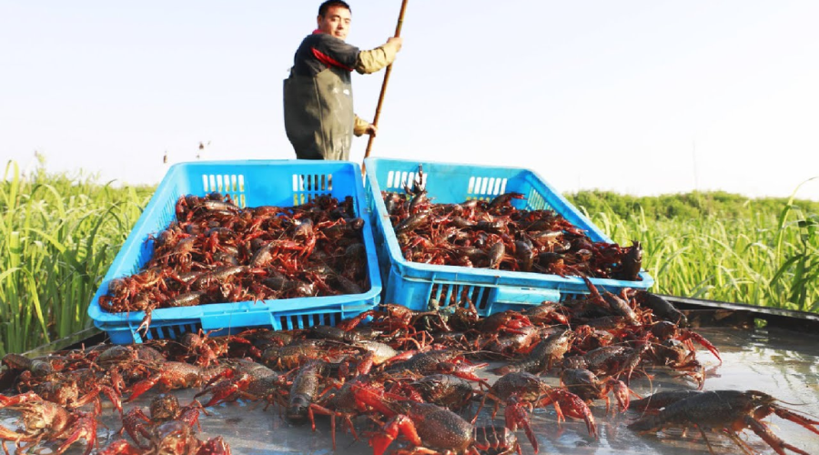Items Needed To Start A Crawfish Farm