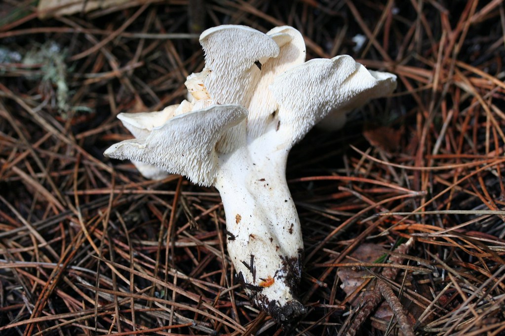 The Ultimate Guide to Hedgehog Mushroom Taste: Flavor Profiles and ...
