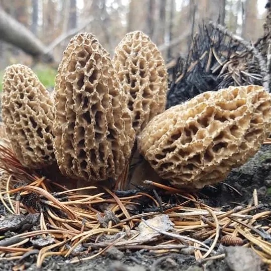 Poisonus Morels And How to Avoid Them - Foraged - Foraged