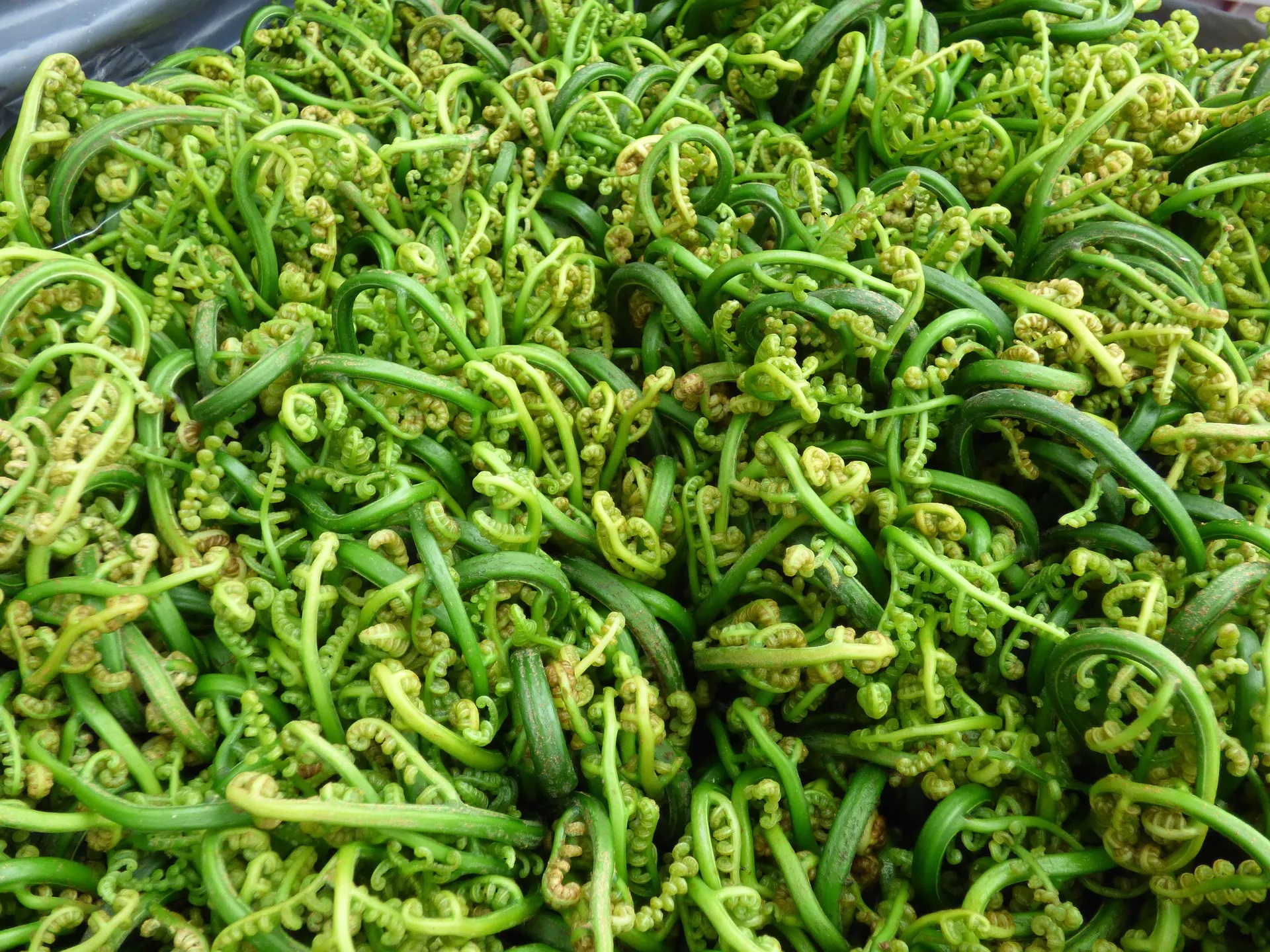 The Nutritional Value of Fiddleheads - Foraged - Foraged