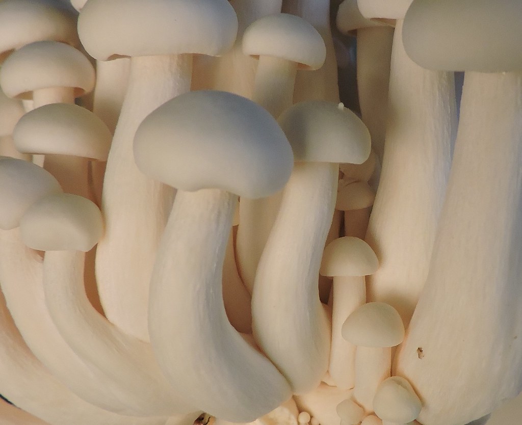 Beech Mushrooms Foraged