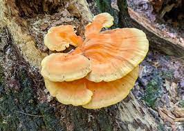Mushroom Melee: Berkeley's Polypore vs Chicken of the Woods - Foraged ...