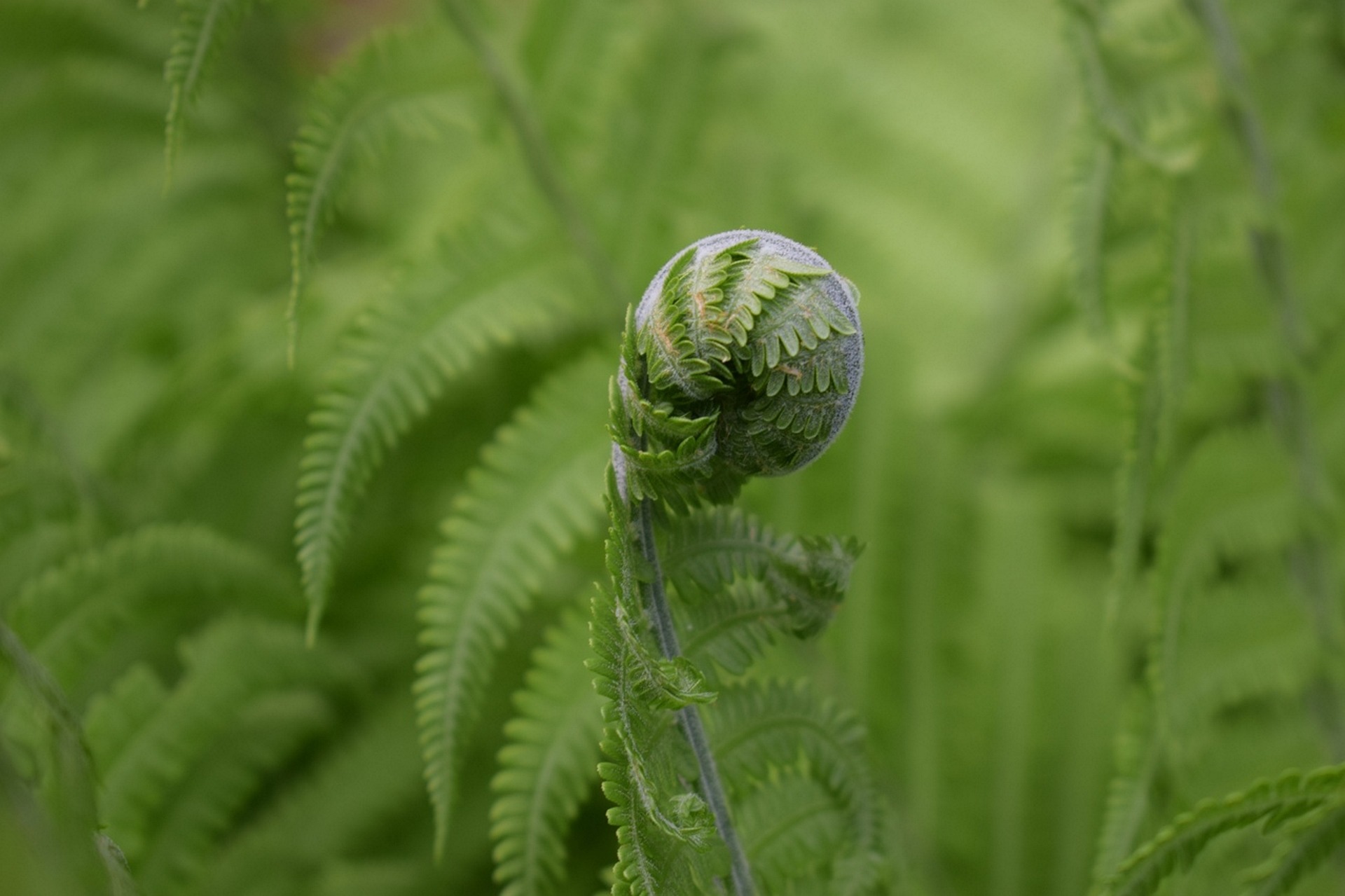 The Medicinal Properties of Fiddleheads - Foraged - Foraged