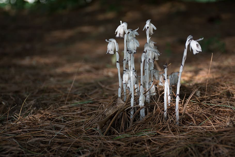 Are Ghost Pipes Mushrooms? Unraveling the Truth of this Forest Enigma ...