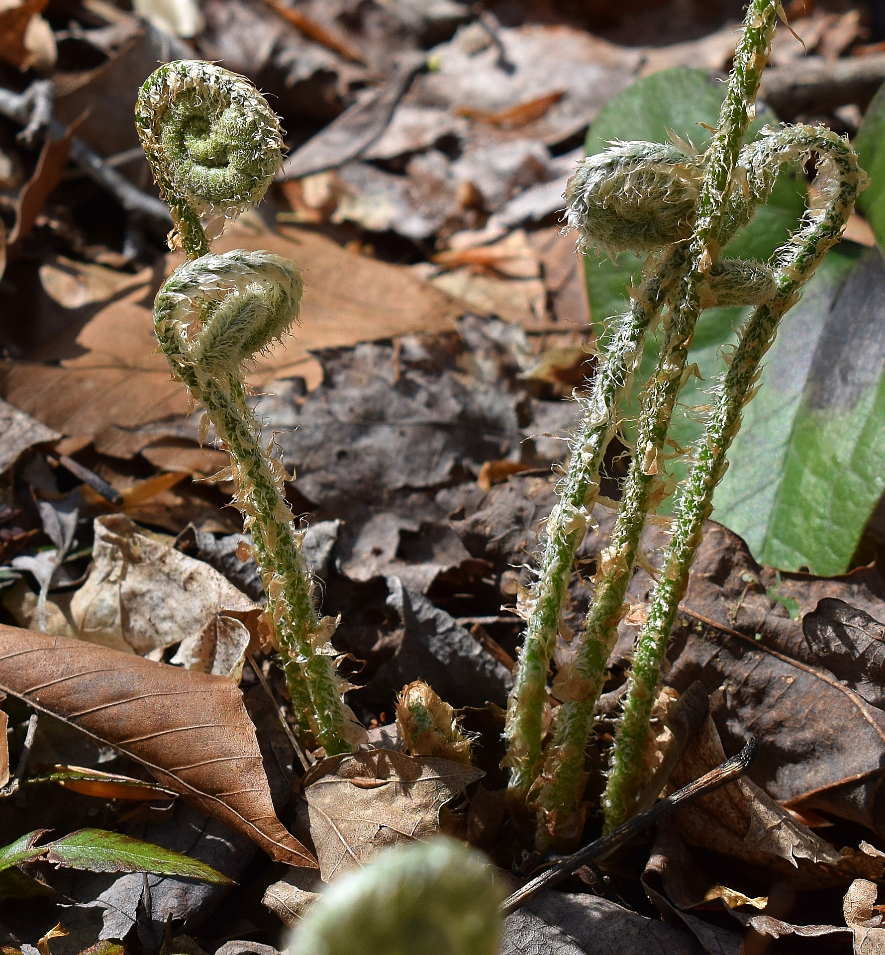 The History and Culture of Fiddleheads in Culinary Traditions - Foraged ...