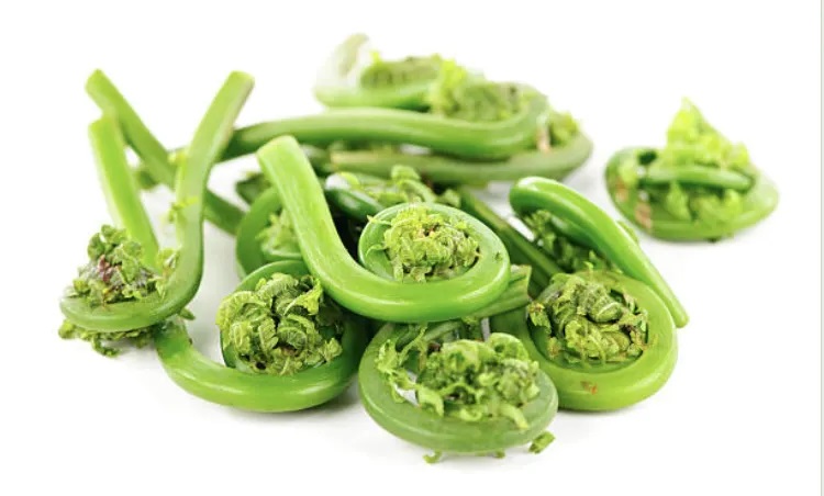 The Anatomy of a Fiddlehead and How It Grows - Foraged - Foraged