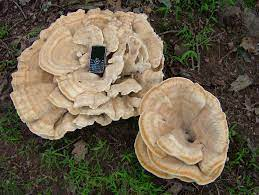 Fungi Detective: Mastering Berkeley's Polypore Identification - Foraged ...