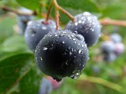 What is a Huckleberry? Unraveling the Mysterious Berry That's All the ...