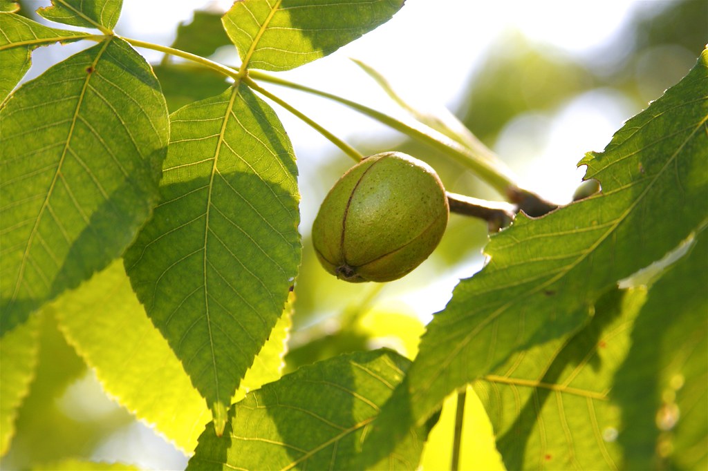 What Does a Hickory Nut Look Like? - Foraged - Foraged