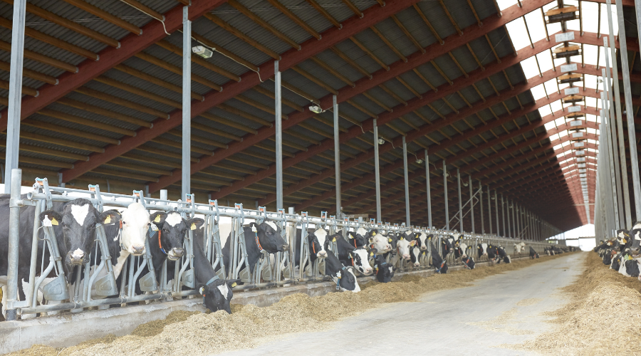 Small Scale Raising Cattle