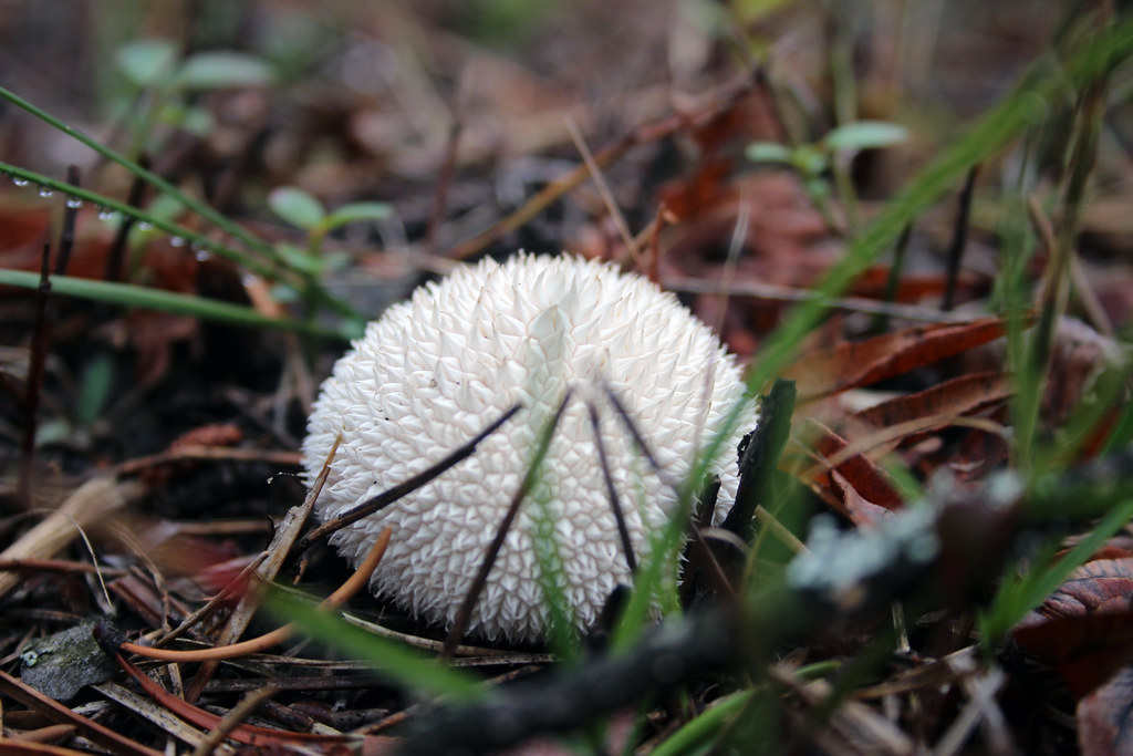 How to Identify Giant Puffball Mushrooms: Key Characteristics to Look ...