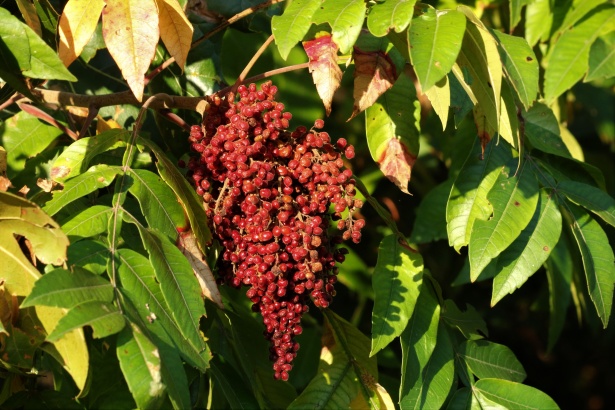 Preserving the Essence: How to Dry Sumac Berries for Long-Term Storage ...