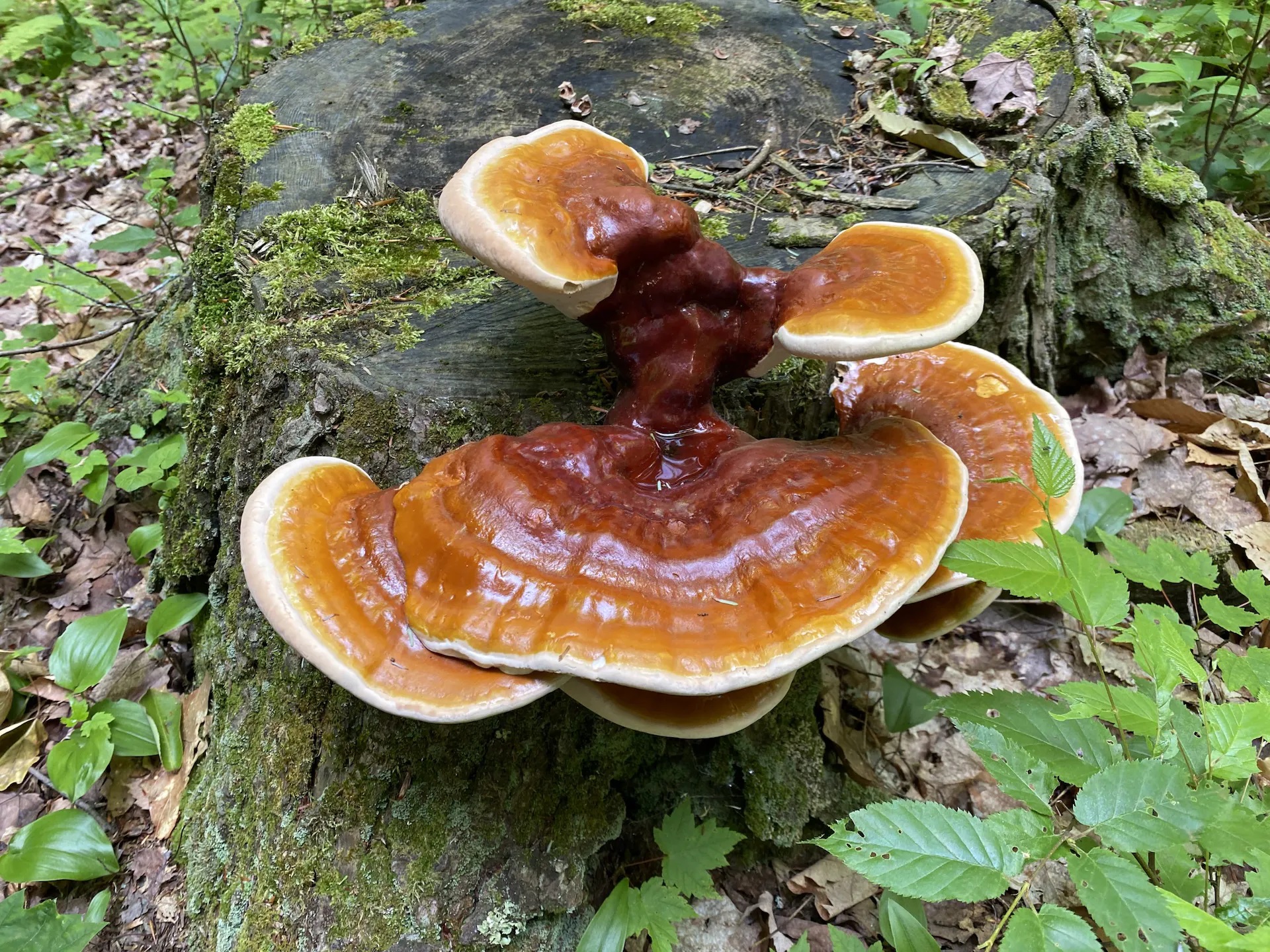 A Beginner's Guide to Selling Reishi Mushrooms - Foraged - Foraged