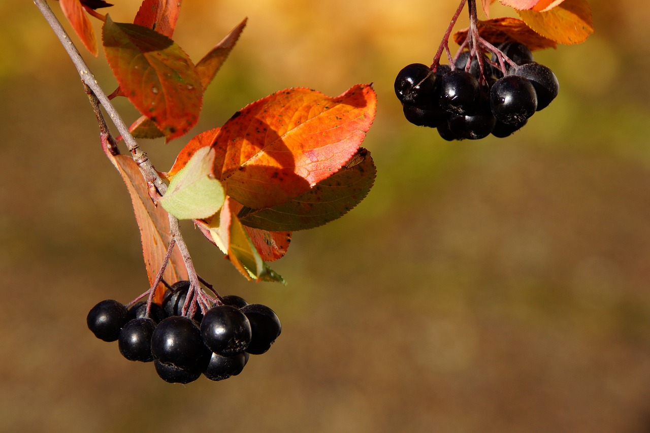 Aronia Berry Benefits: Unleashing the Power of this Superfood - Foraged ...