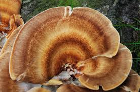 Culinary Mycology: Cooking Berkeley's Polypore to Perfection - Foraged ...