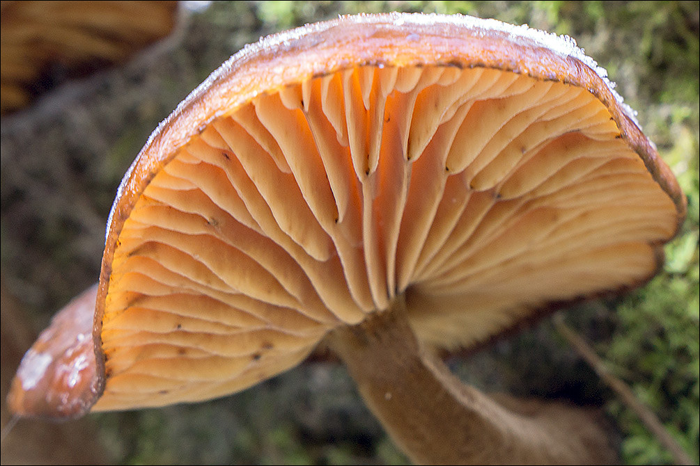 Candy Cap Mushroom Identification: A Comprehensive Guide to Recognizing ...