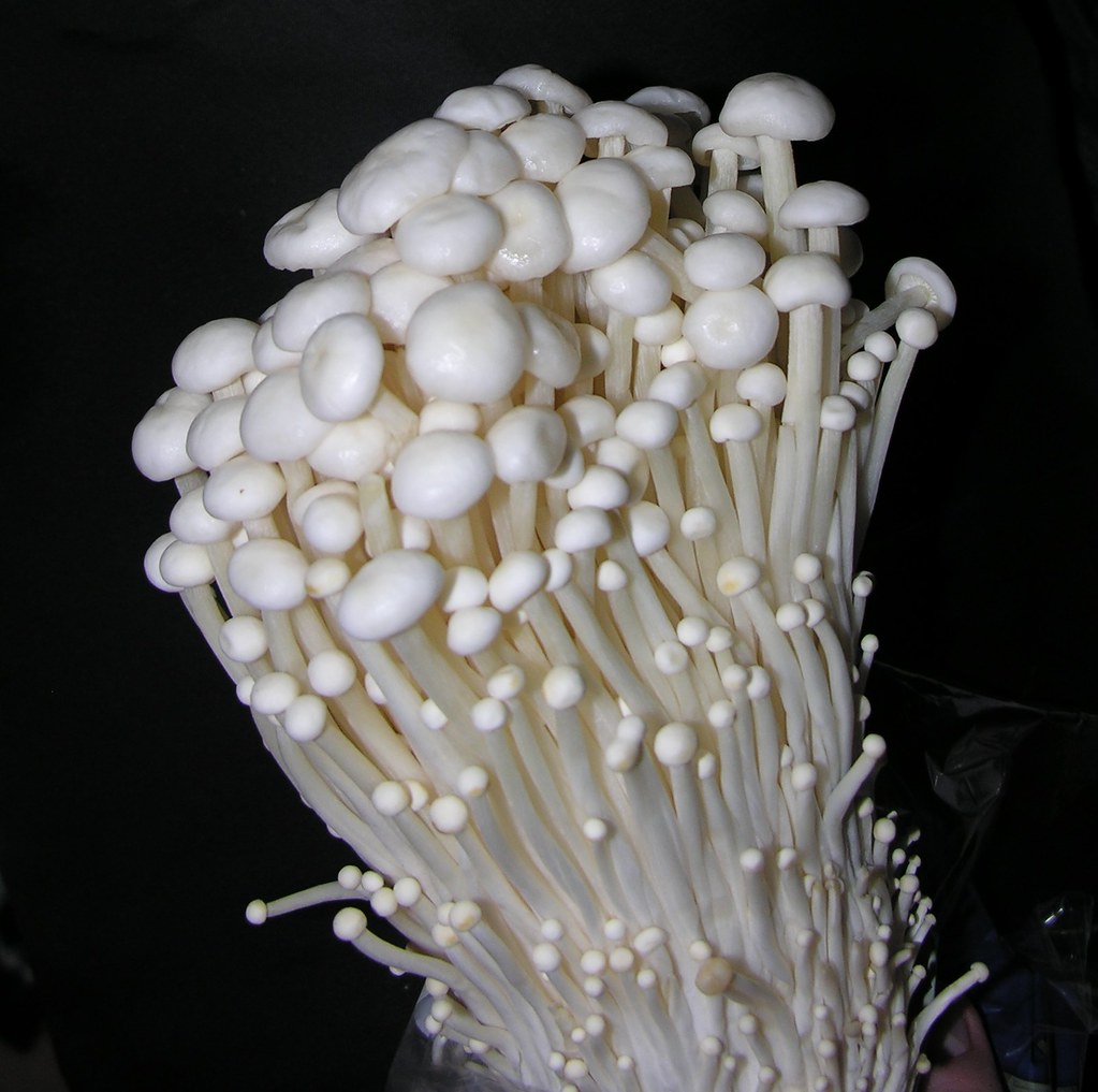 Where to Find Enoki Mushrooms: A Comprehensive Guide - Foraged - Foraged