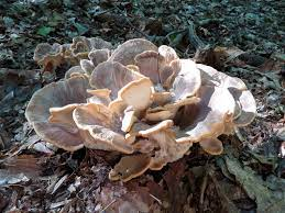 Fungi Feast: How to Eat Berkeley's Polypore Like a Gourmet - Foraged ...