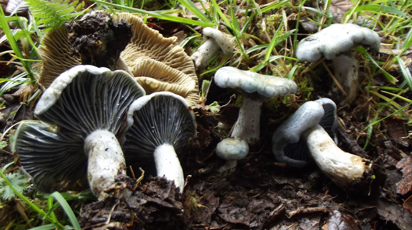 Where to Find Indigo Milk Cap Mushrooms - Foraged - Foraged