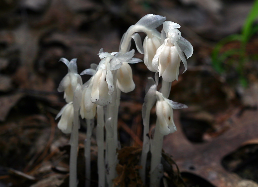 Where Does Indian Pipe Plant Grow? Exploring Its Habitat - Foraged ...