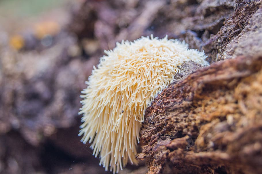 Fluff-tastic Feasts: How to Cook Hericium Erinaceus - Foraged - Foraged