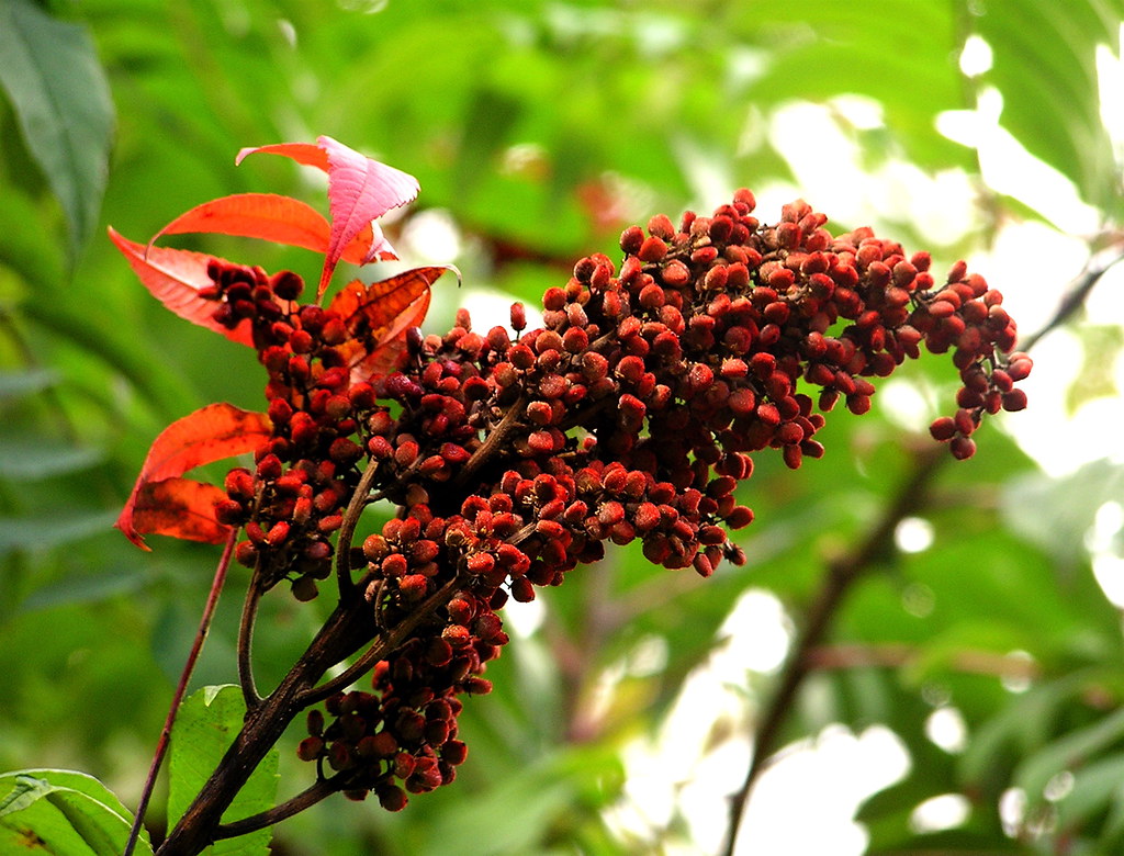 Sumac Berries Benefits: Exploring Their Healthful Advantages - Foraged ...