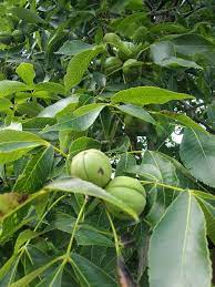 How to Plant Hickory Nuts: A Guide to Growing - Foraged - Foraged
