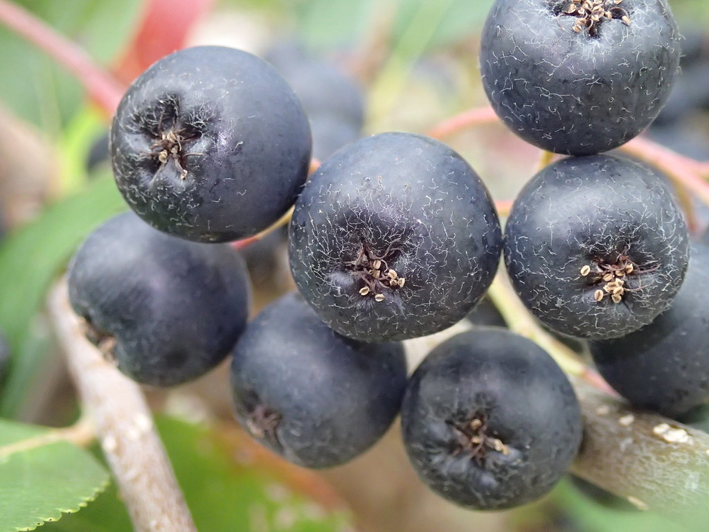 Are Aronia Berries Edible? Discovering the Safe Consumption of this ...